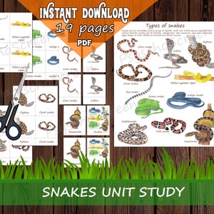 SNAKE Unit Study, Printable Snakes Bundle With Anatomy, Diagram, Life ...