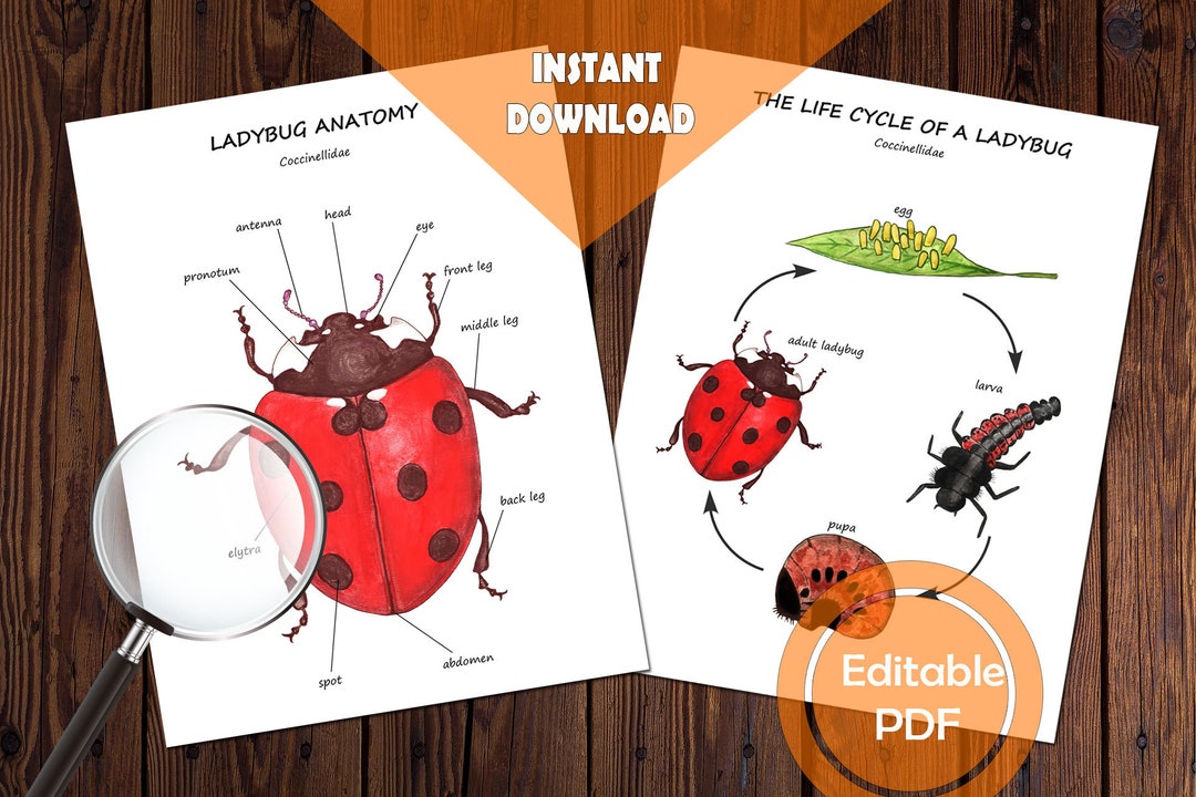 LADYBUG Unit Study, MEGA Printable Ladybugs Bundle With Anatomy ...