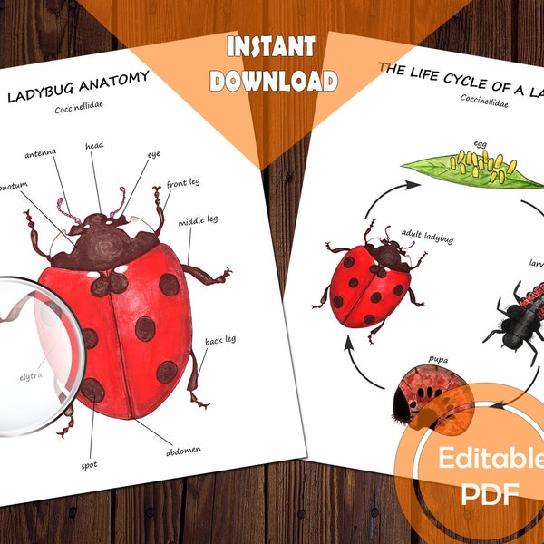 Ladybug Svg - Etsy