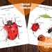 BEE Life Cycle Unit Study, MINI Printable Bees Bundle With Posters ...