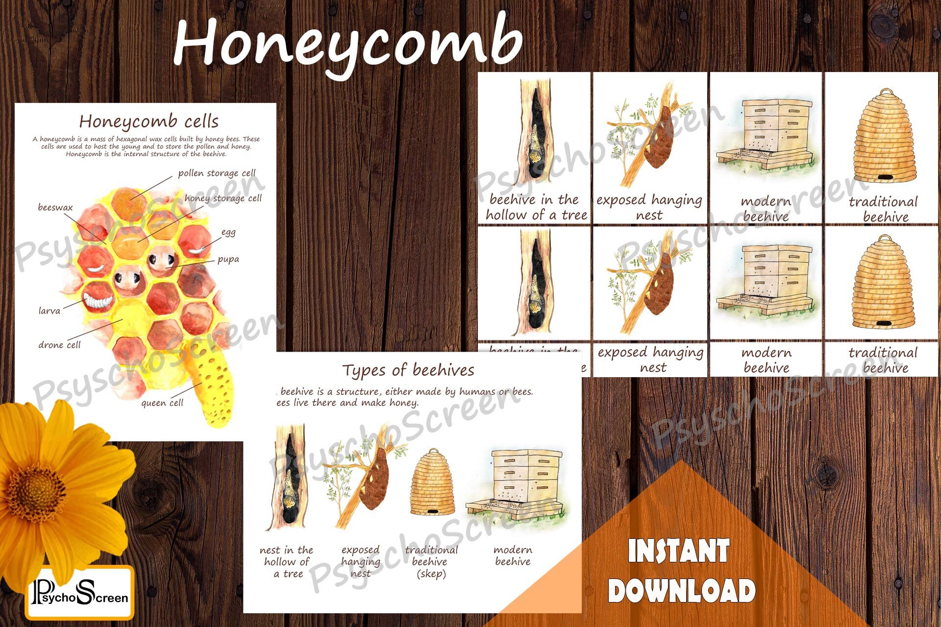 HONEYCOMB CELLS Unit Study \u2022 MINI Printable bees bundle \u2022 ...