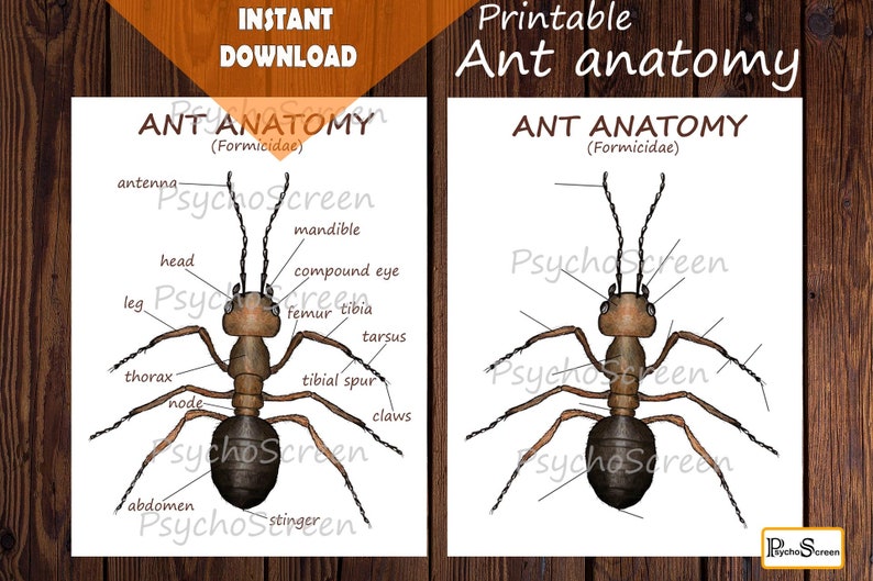 Ant Anatomy & Life Cycle Watercolor Printables (digital Download) - Etsy