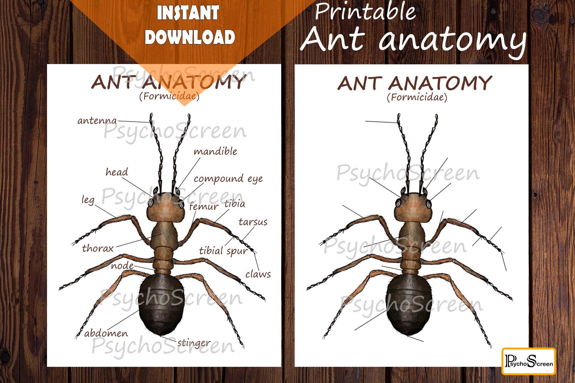 Ant Anatomy & Life Cycle Watercolor Printables (digital Download) - Etsy
