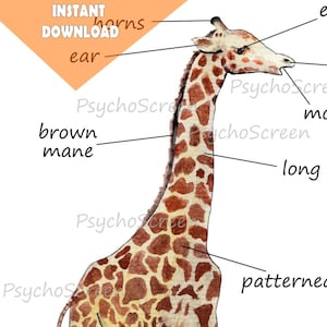 GIRAFFE Unit Study: MINI Printable Set With Anatomy Poster and Diagram ...