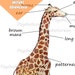 Giraffe Anatomy Body Parts Diagram of a Giraffe Mammals Montessori ...