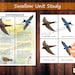 Swallow Unit Study MEGA Printable Swallows Bundle Barn Swallow Bird ...