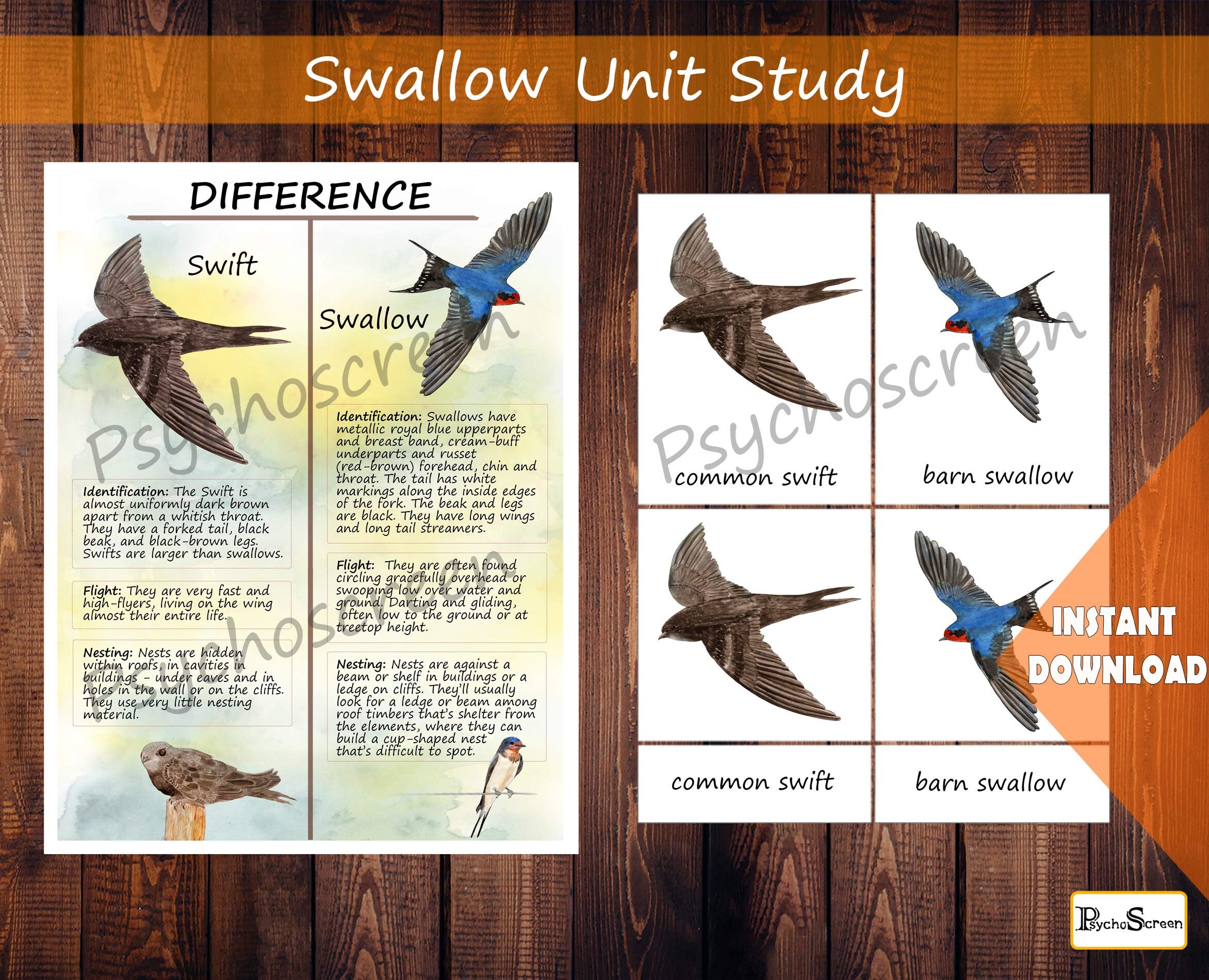 Swallow Unit Study MEGA Printable Swallows Bundle Barn | Etsy