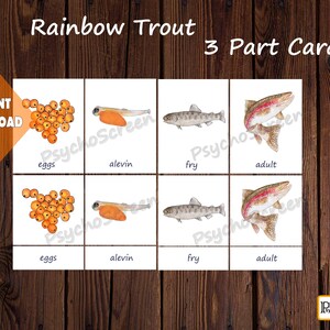 Watercolor Rainbow Trout Anatomy: Nature Study Printable (digital ...