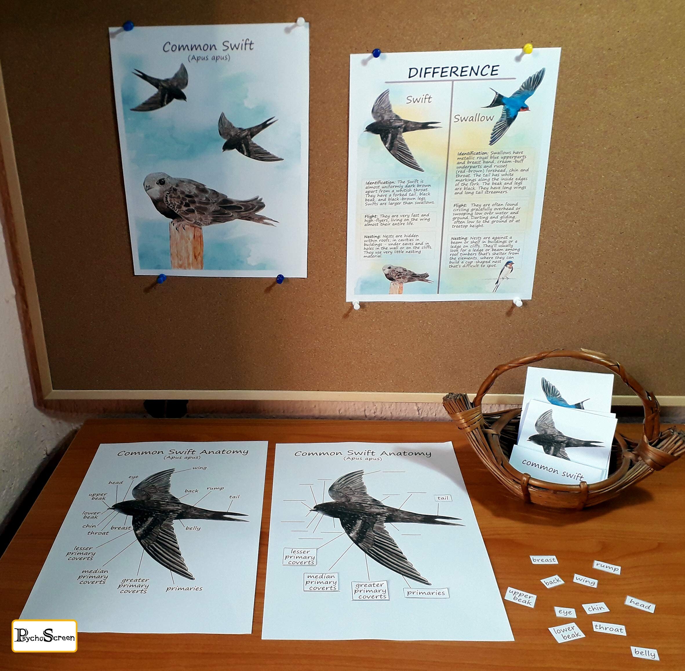 Swift Unit Study MINI Printable Swifts Bundle Common Swift - Etsy
