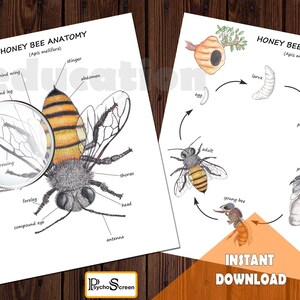 5 NATURE SETS, Bundle of Insects Anatomy and Life Cycle Prints ...