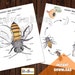 5 NATURE SETS Bundle of Insects Anatomy and Life Cycle - Etsy