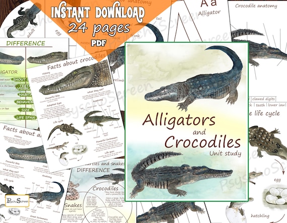Life Cycle Of An American Alligator