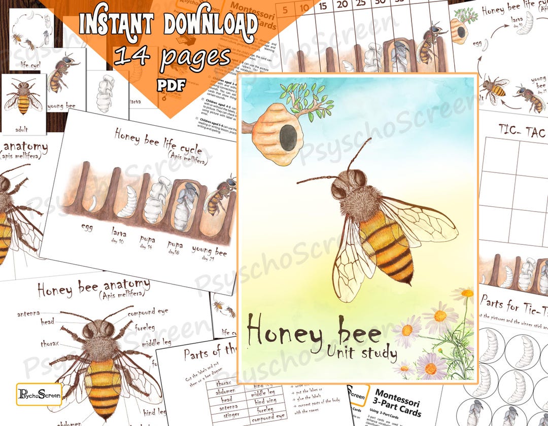 Watercolor Honey Bee Anatomy & Life Cycle Worksheets (PDF Download) - Etsy