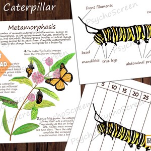 CATERPILLAR Unit Study, MEGA Printable Insect Bundle With Anatomy, Life ...