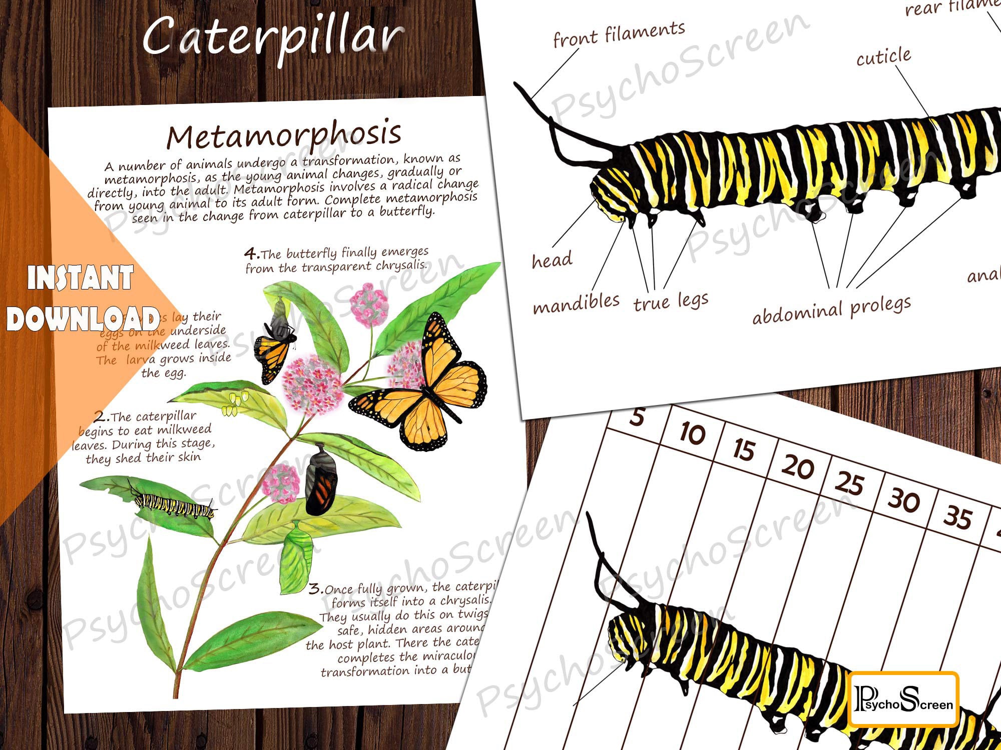 Caterpillar Unit Study for Kids: Anatomy, Life Cycle, Montessori ...