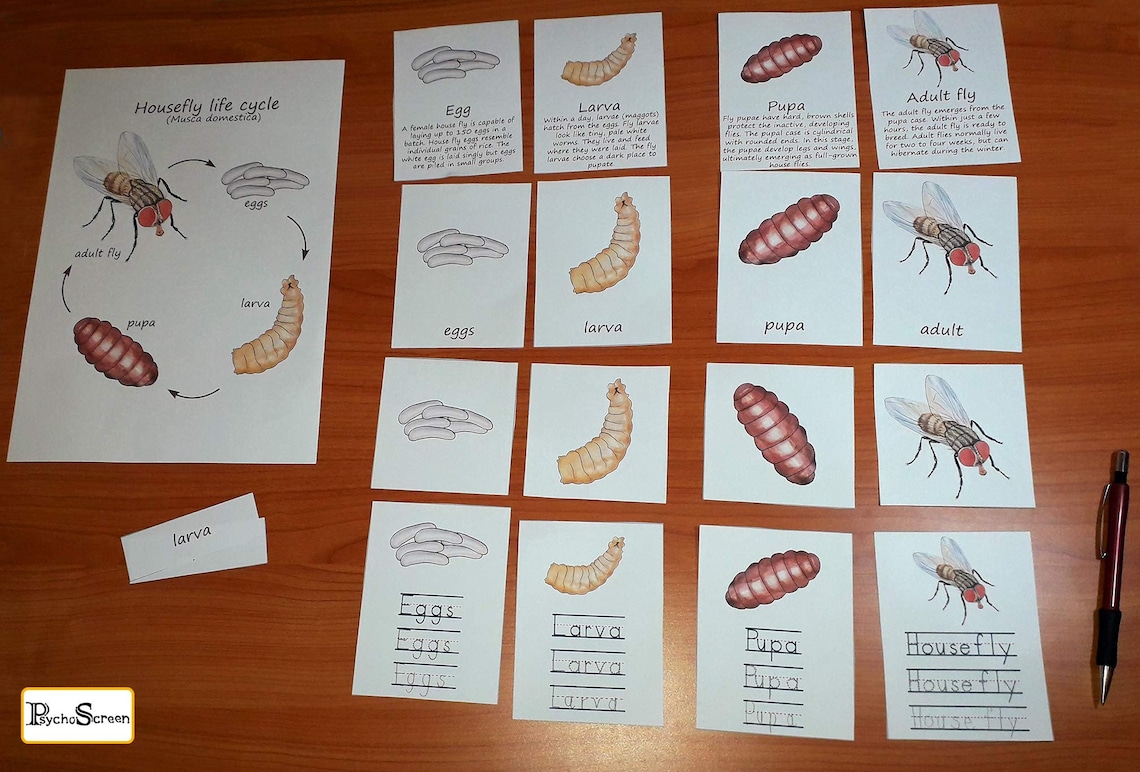 Housefly Life Cycle Unit Study MINI Printable Flies Bundle | Etsy