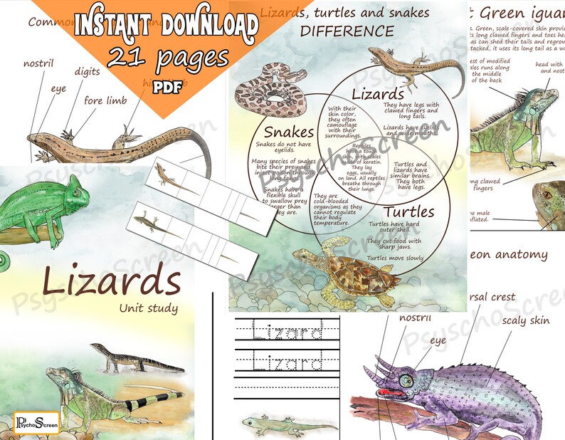 Lizards Unit Study: Anatomy, Life Cycle, Montessori Activities (PDF ...