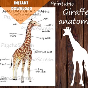 GIRAFFE Unit Study: MINI Printable Set With Anatomy Poster and Diagram ...