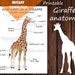 Giraffe Anatomy Body Parts Diagram of a Giraffe Mammals Montessori ...