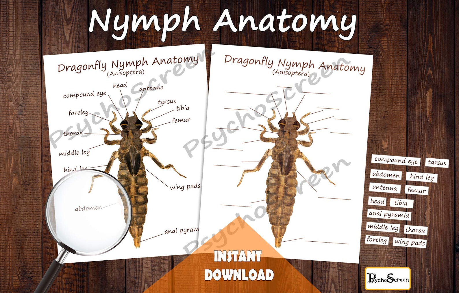 DRAGONFLY Unit Study, MEGA Printable Dragonflies Bundle for Anatomy ...