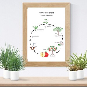 APPLE Unit Study MEGA Printable Apple Bundle Anatomy, Life Cycle, Cards ...
