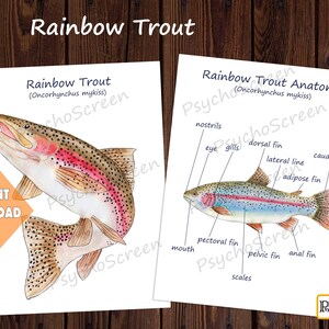 Rainbow Trout Unit Study: Watercolor Anatomy, Life Cycle, 3D Model ...