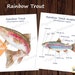 Rainbow Trout Unit Study: Watercolor Anatomy, Life Cycle, 3D Model ...