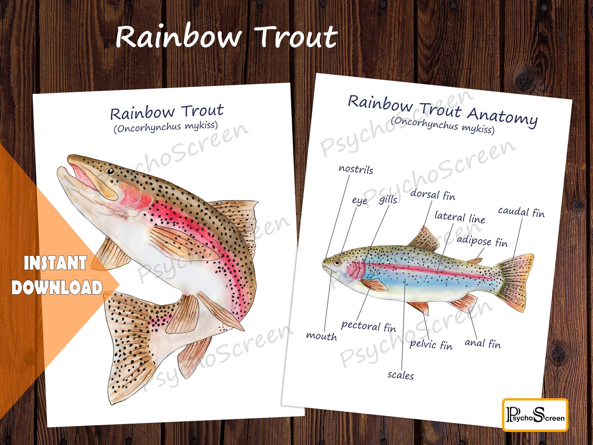 Watercolor Rainbow Trout Anatomy and Life Cycle for Kids (digital ...