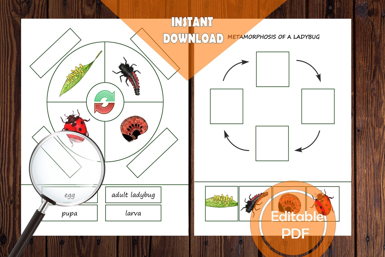 Ladybug Anatomy & Life Cycle for Kids: Montessori Cards (editable PDF ...