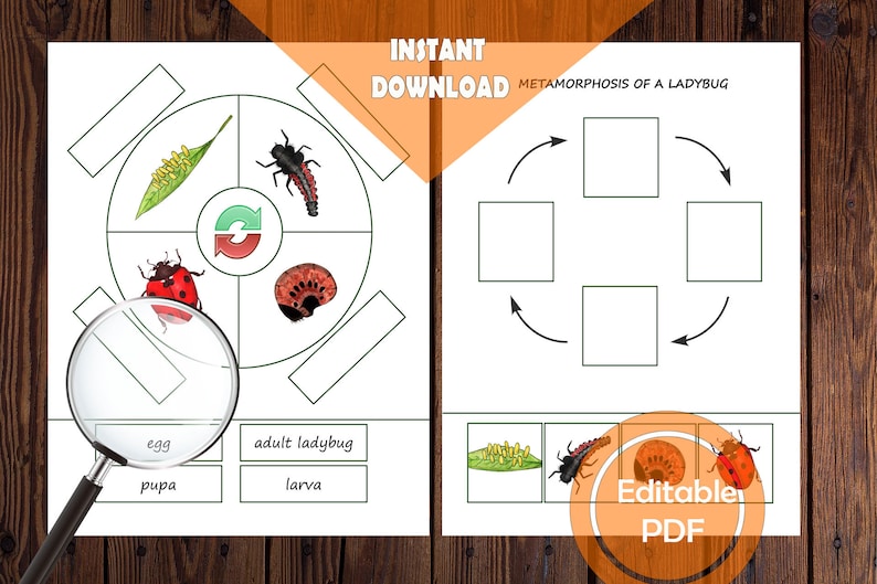 LADYBUG Unit Study MEGA Printable Ladybug Bundle Anatomy - Etsy