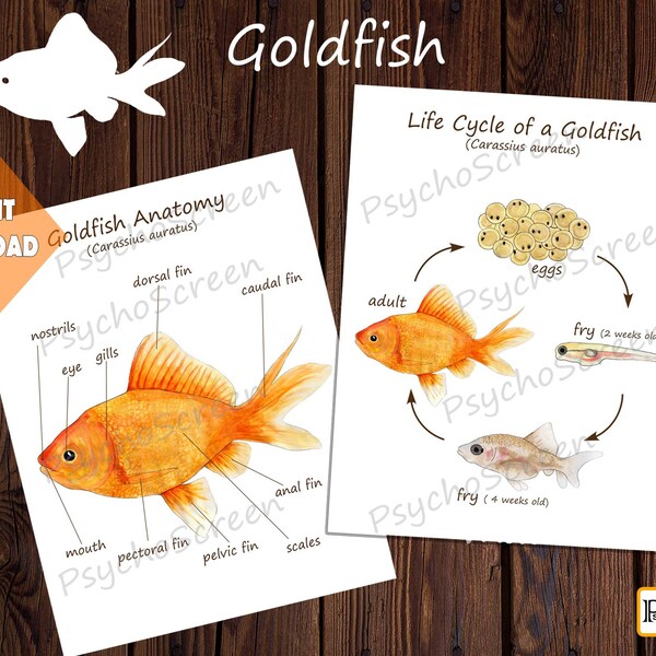 Biology Poster - Etsy