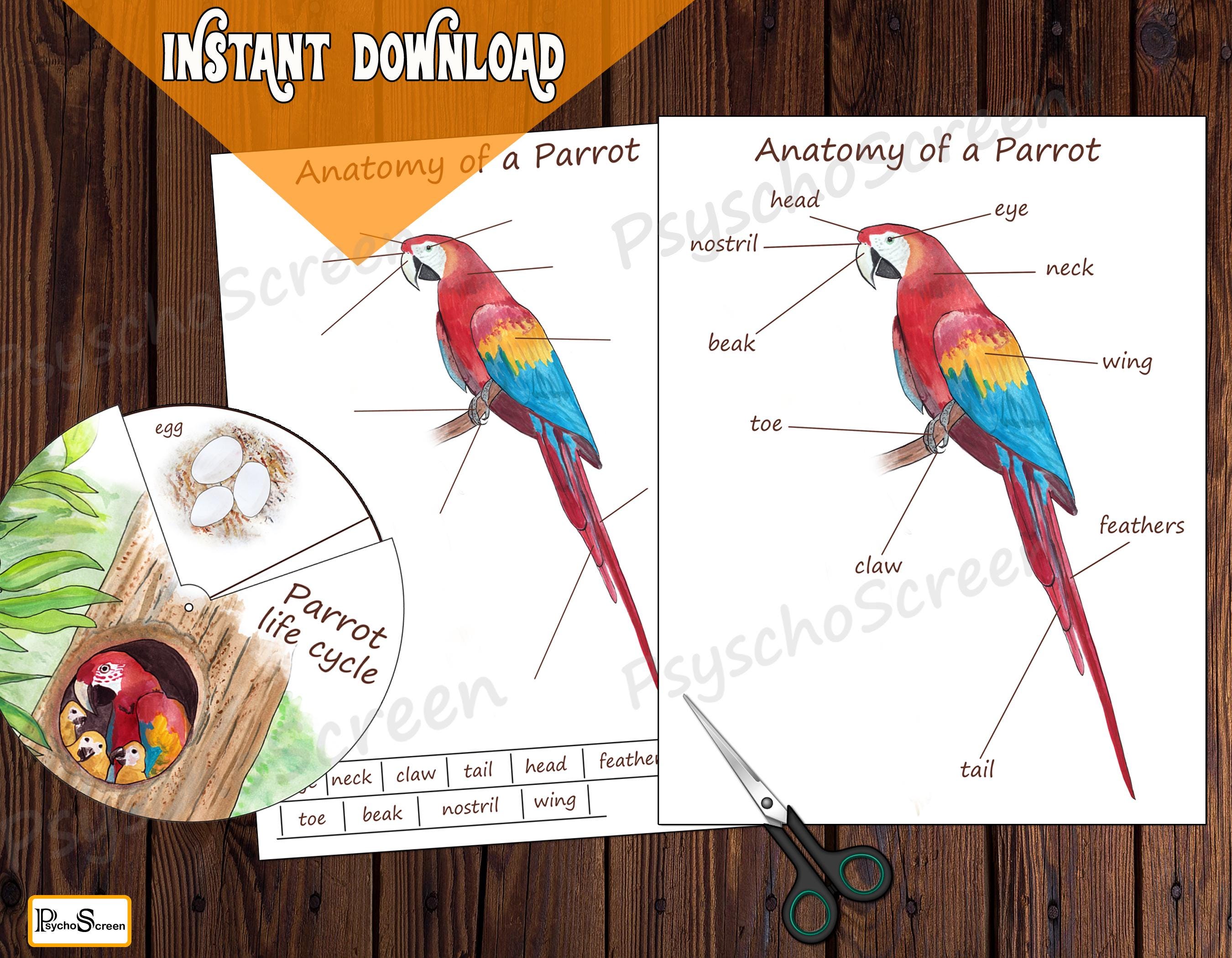 Watercolor Macaw Anatomy Posters, Life Cycle and Cards for Kids ...