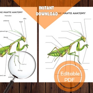 PRAYING MANTIS Unit Study, Printable Bundle With Anatomy, Life Cycle ...