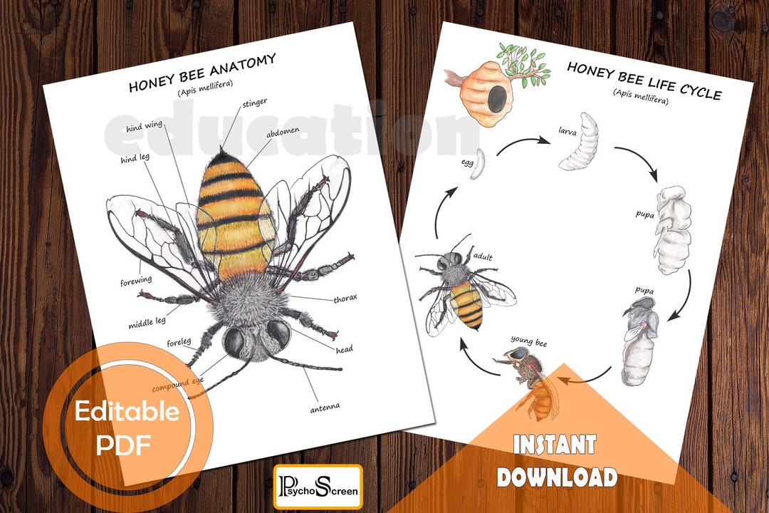 Estudio de unidad sobre abejas, paquete de abejas imprimible en ...
