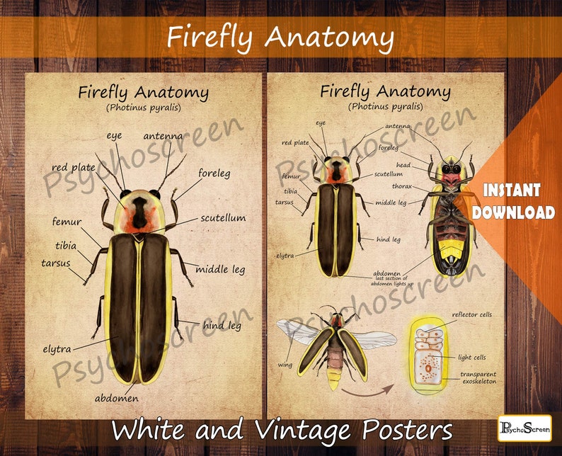 Firefly Anatomy Poster: Vintage Montessori Insect Print (digital ...