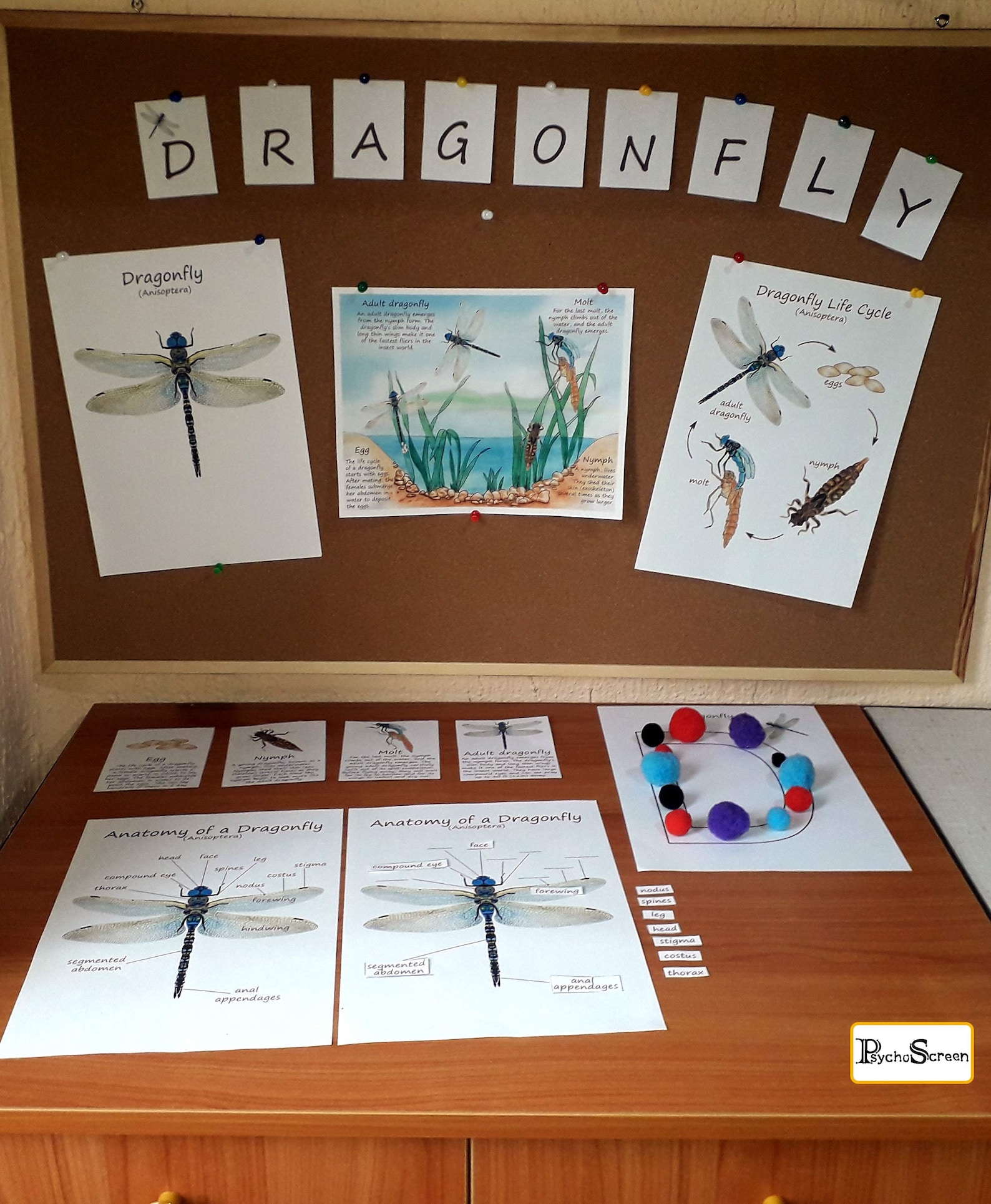DRAGONFLY Unit Study, MEGA Printable Dragonflies Bundle for Anatomy ...