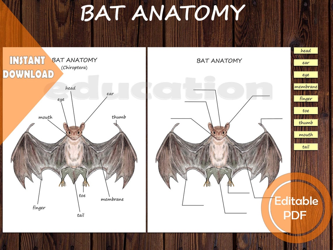 MOUSE & BAT Unit Study MEGA Printable bundle posters | Etsy