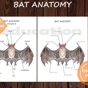 MOUSE & BAT Unit Study, MEGA Printable Bundle With Posters, Anatomy ...