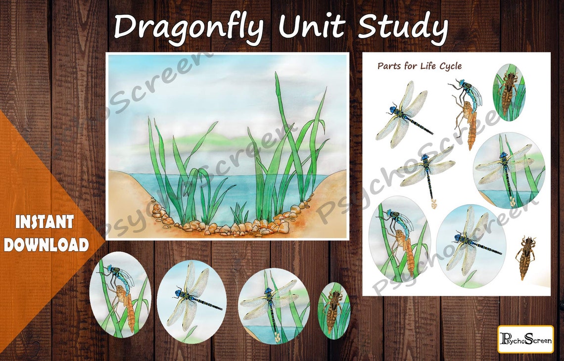 DRAGONFLY Unit Study MEGA Printable dragonflies bundle | Etsy