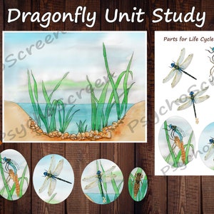 Dragonfly Anatomy & Life Cycle Unit Study: Montessori Learning ...