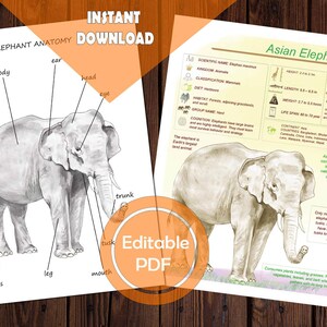ELEPHANT Unit Study MINI Printable Bundle Anatomy, Diagram, Cards ...