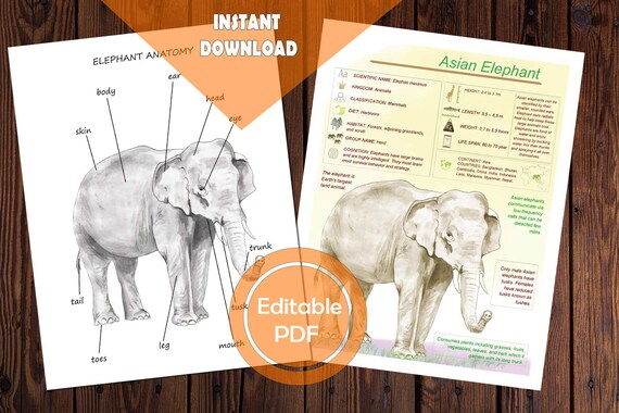 ELEPHANT Unit Study MINI Printable Bundle Anatomy - Etsy Canada