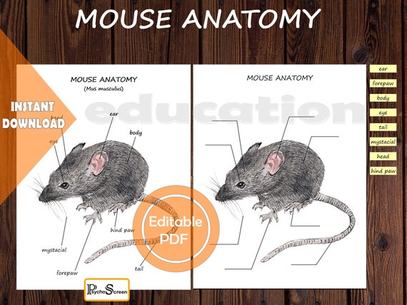 Mouse Anatomy Diagram