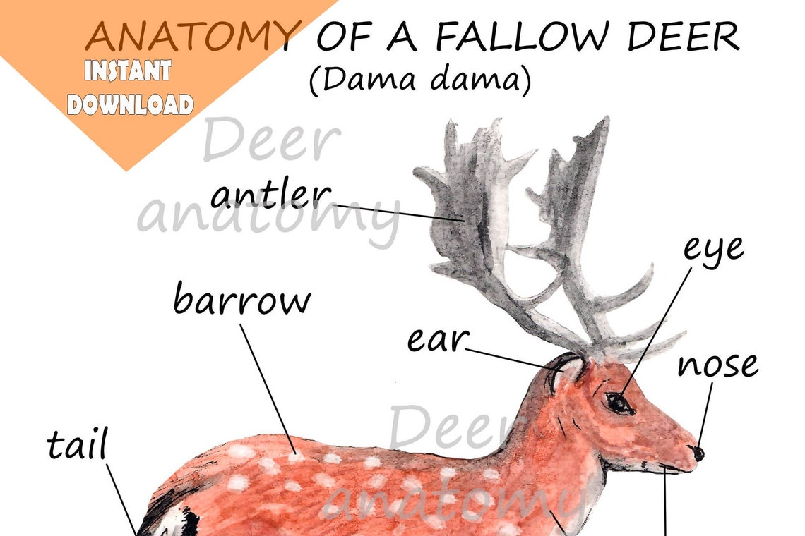 Deer Anatomy Fallow Deer Body Parts Diagram of a Deer | Etsy