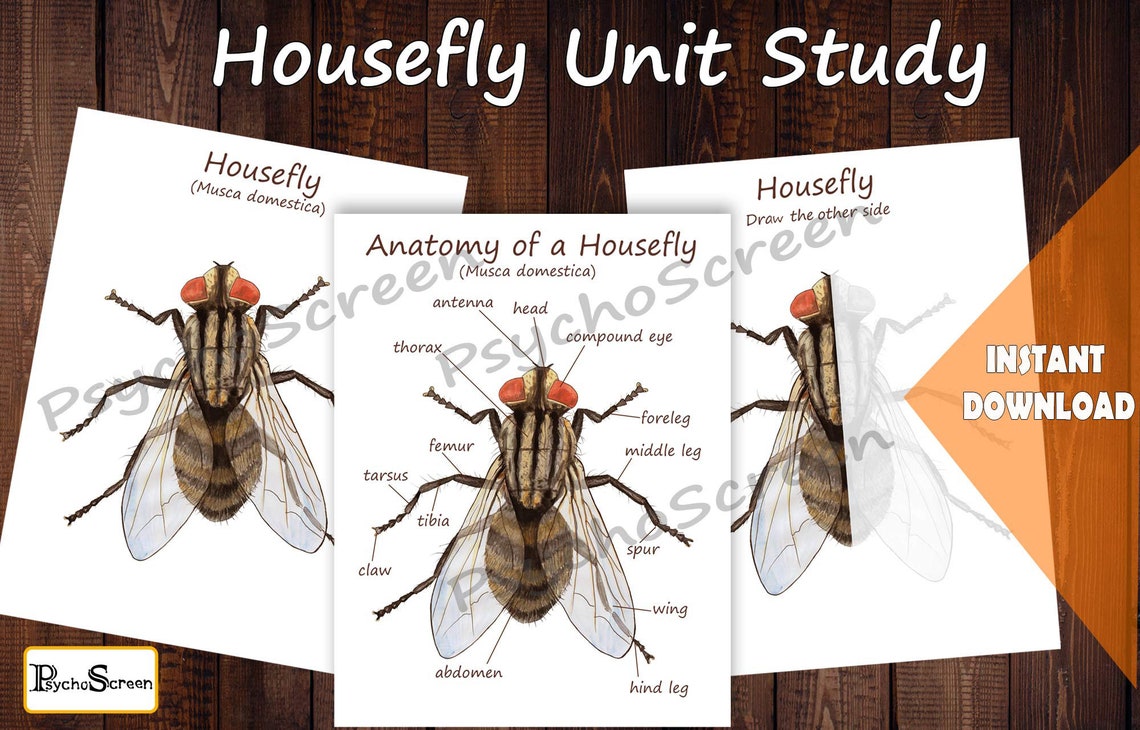 FLY Anatomy Unit Study MINI Printable Flies Bundle Nature - Etsy