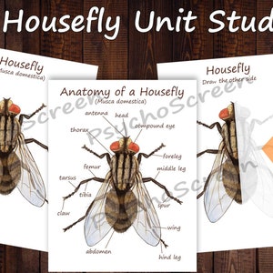 FLY Anatomy Unit Study MINI Printable Flies Bundle Nature - Etsy