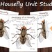 FLY Anatomy Unit Study MINI Printable Flies Bundle Nature - Etsy