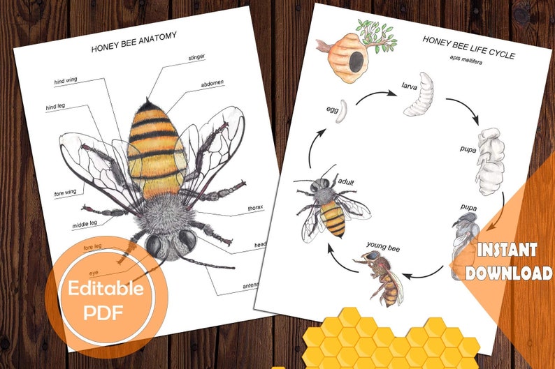 Insect Anatomy & Life Cycle Learning Set for Kids: Nature Study ...