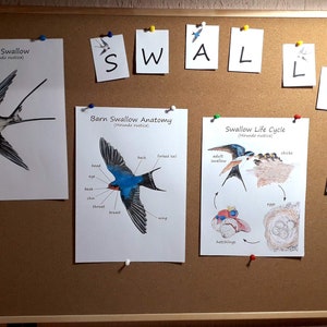 Swallow Unit Study, MEGA Printable Swallows Bundle With Anatomy ...