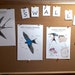 Swallow Unit Study MEGA Printable Swallows Bundle Barn Swallow Bird ...